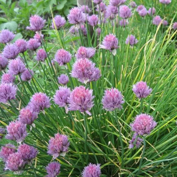 Chives: growing on a windowsill from seeds in winter, all year round 5215_2