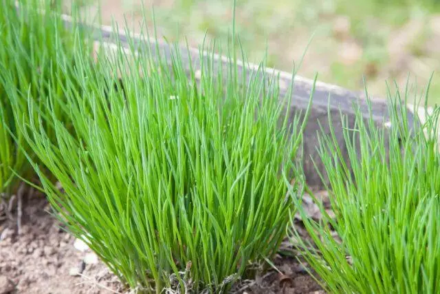 Chives: growing on a windowsill from seeds in winter, all year round 5215_4