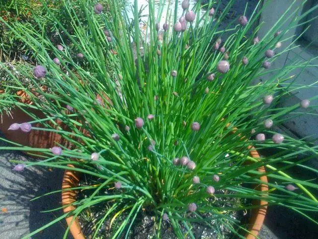 Chives: growing on a windowsill from seeds in winter, all year round 5215_5