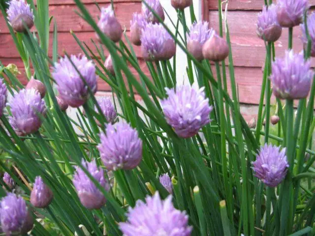 Chives: growing on a windowsill from seeds in winter, all year round 5215_6