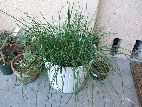 Chives: growing on a windowsill from seeds in winter, all year round 5215_8