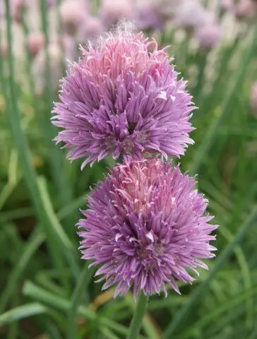 Chives: growing on a windowsill from seeds in winter, all year round 5215_9