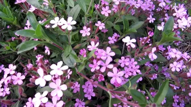 Saponaria (saponaria) Сарны тоос: үрнээс ургадаг, ландшафтын дизайн, цэцэрлэгт ашиглах 5221_1