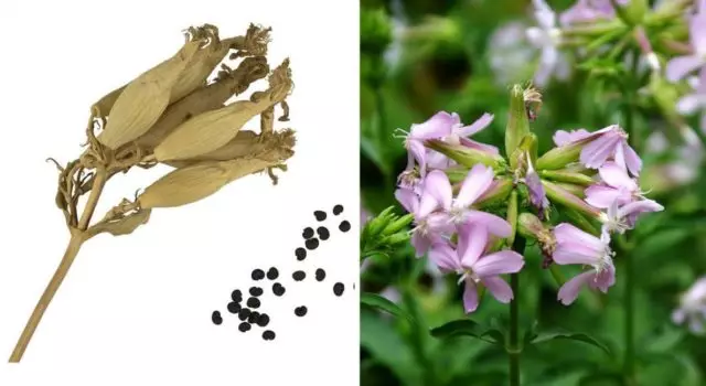 Saponaria (saponaria) Айдын чаңы: үрөндөн өсөт, пейзаж дизайнында, бакта колдонулат 5221_2