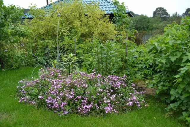 Saponaria (saponaria) Kuupöly: kasvaa siemenistä, käyttö maisemasuunnittelussa, puutarhassa 5221_3