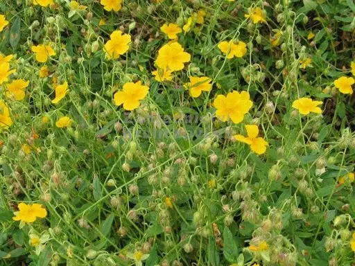 Sonneblom (Nezhnik, Heliantemum): foto, plant en versorging in die oop veld, groei uit sade, variëteite wat hulle behandel word 5243_10