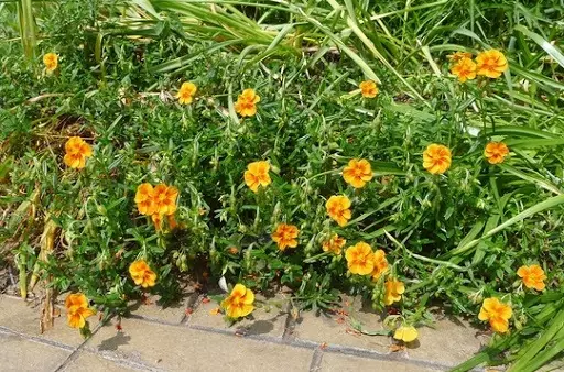 Sonneblom (Nezhnik, Heliantemum): foto, plant en versorging in die oop veld, groei uit sade, variëteite wat hulle behandel word 5243_11