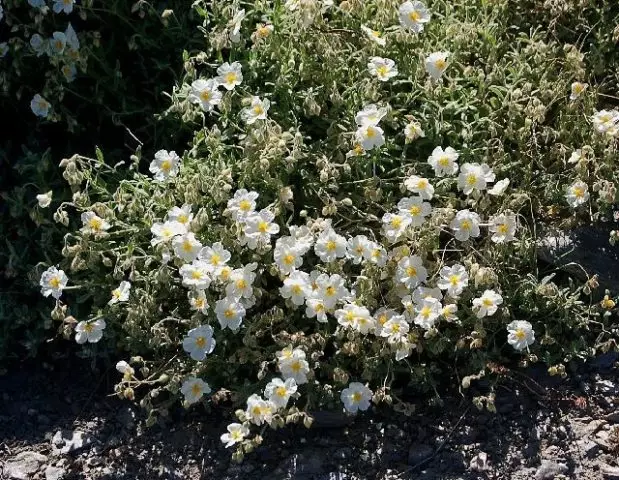 向日葵（Nezhnik，Heliantemum）：在開放領域的照片，種植和護理，從種子中生長，它們被處理的品種 5243_12