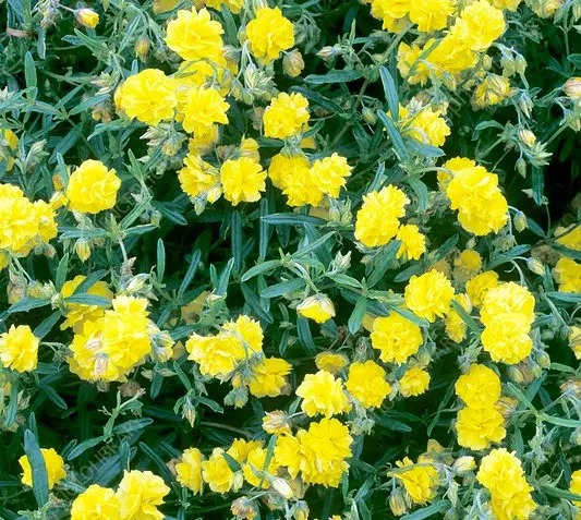 Sonneblom (Nezhnik, Heliantemum): foto, plant en versorging in die oop veld, groei uit sade, variëteite wat hulle behandel word 5243_14