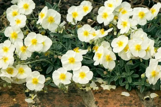 Sonneblom (Nezhnik, Heliantemum): foto, plant en versorging in die oop veld, groei uit sade, variëteite wat hulle behandel word 5243_15