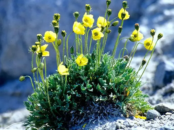 Sonneblom (Nezhnik, Heliantemum): foto, plant en versorging in die oop veld, groei uit sade, variëteite wat hulle behandel word 5243_18