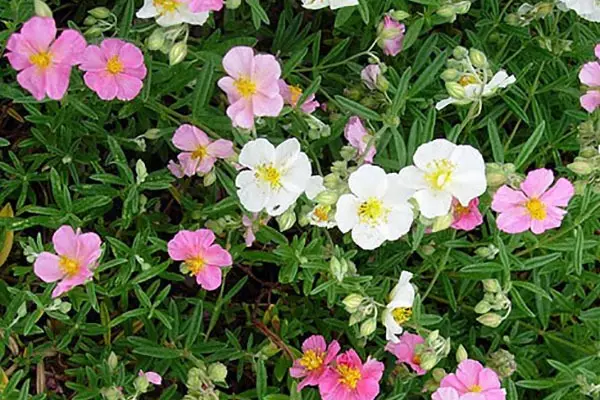 向日葵（Nezhnik，Heliantemum）：在開放領域的照片，種植和護理，從種子中生長，它們被處理的品種 5243_2