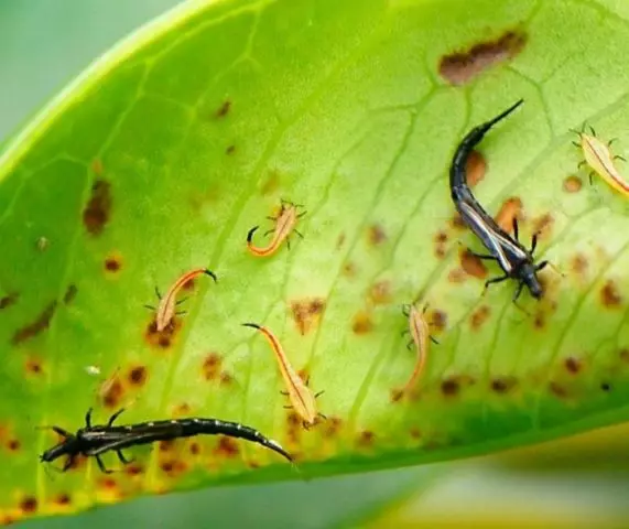 해바라기 (Nezhnik, Heliantemum) : 씨앗에서 자라는 야외에서의 사진, 심기 및 관리, 처리되는 품종 5243_21