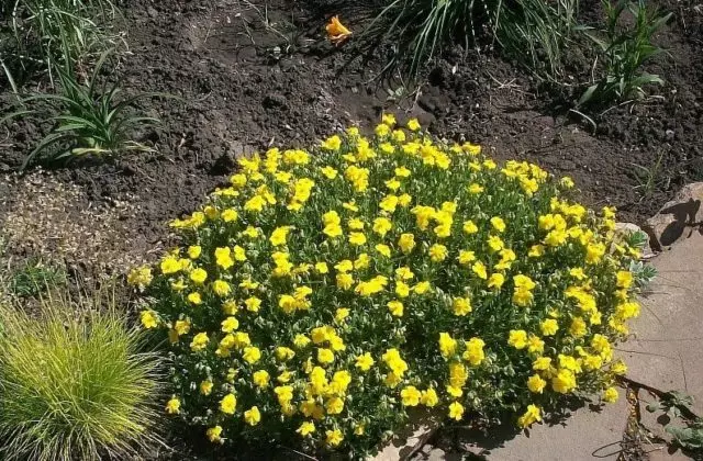 해바라기 (Nezhnik, Heliantemum) : 씨앗에서 자라는 야외에서의 사진, 심기 및 관리, 처리되는 품종 5243_22