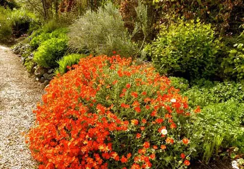 向日葵（Nezhnik，Heliantemum）：在開放領域的照片，種植和護理，從種子中生長，它們被處理的品種 5243_23