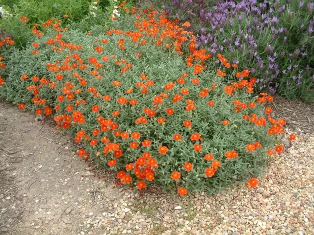 Sonneblom (Nezhnik, Heliantemum): foto, plant en versorging in die oop veld, groei uit sade, variëteite wat hulle behandel word 5243_24