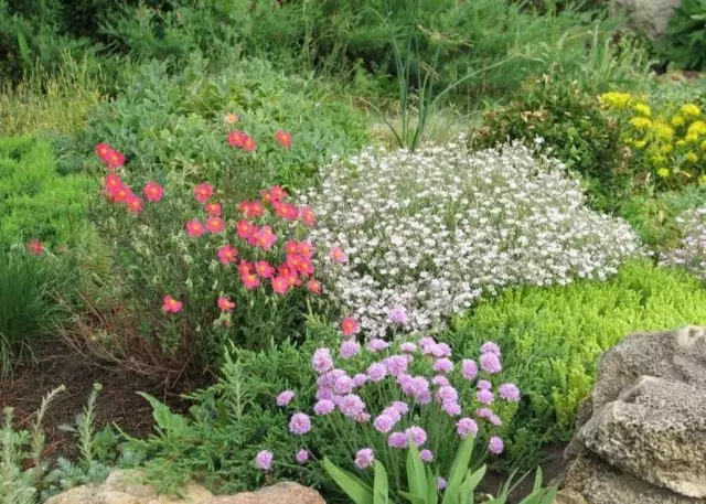 سورج مکھی (Nezhnik ، Heliantemum): کھلے میدان میں تصویر ، پودے لگانے اور دیکھ بھال ، بیجوں سے اگنے والی اقسام ، جن کا علاج کیا جاتا ہے 5243_26