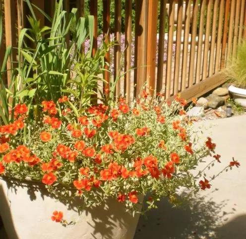 Sonneblom (Nezhnik, Heliantemum): foto, plant en versorging in die oop veld, groei uit sade, variëteite wat hulle behandel word 5243_27