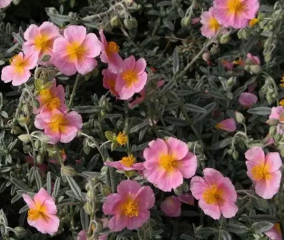 向日葵（Nezhnik，Heliantemum）：在開放領域的照片，種植和護理，從種子中生長，它們被處理的品種 5243_28