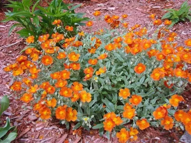 Sonneblom (Nezhnik, Heliantemum): foto, plant en versorging in die oop veld, groei uit sade, variëteite wat hulle behandel word 5243_3