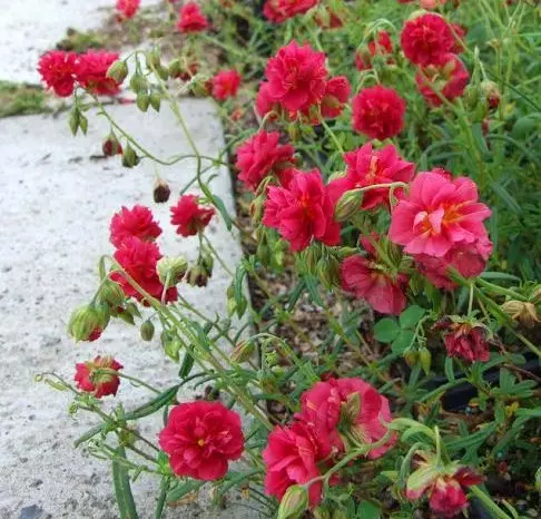 Suncokret (Nezhnik, Heliantemum): fotografija, sadnja i njega na otvorenom polju, uzgoj iz sjemena, sorte koje se tretiraju 5243_4