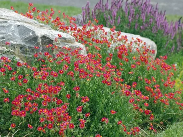 向日葵（Nezhnik，Heliantemum）：在開放領域的照片，種植和護理，從種子中生長，它們被處理的品種 5243_47