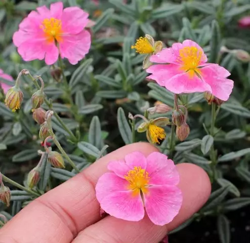 向日葵（Nezhnik，Heliantemum）：在開放領域的照片，種植和護理，從種子中生長，它們被處理的品種 5243_5