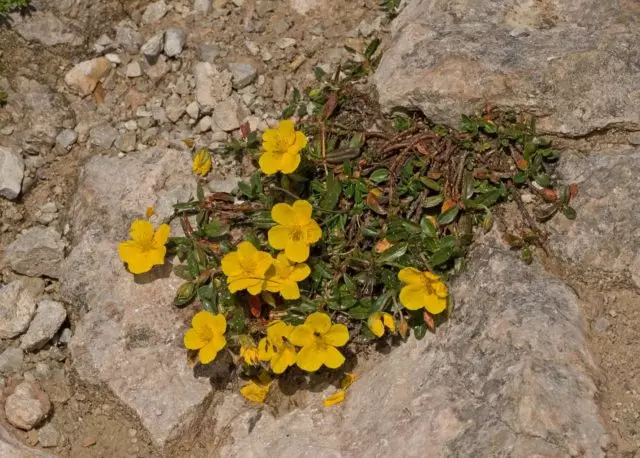 Sonneblom (Nezhnik, Heliantemum): foto, plant en versorging in die oop veld, groei uit sade, variëteite wat hulle behandel word 5243_7