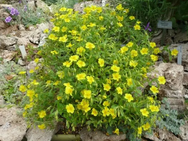 Sonneblom (Nezhnik, Heliantemum): foto, plant en versorging in die oop veld, groei uit sade, variëteite wat hulle behandel word 5243_8