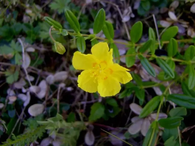 Sonneblom (Nezhnik, Heliantemum): foto, plant en versorging in die oop veld, groei uit sade, variëteite wat hulle behandel word 5243_9