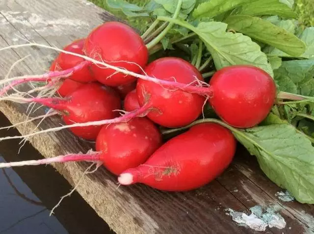 Radish Cherryet F1: tuairisc, grianghraf, léirmheasanna 5246_15