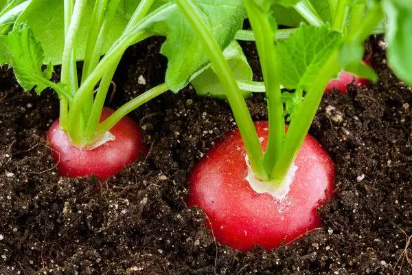 Radish Cherryet F1: tuairisc, grianghraf, léirmheasanna 5246_6