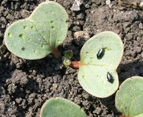 Radish Cherryet F1: tuairisc, grianghraf, léirmheasanna 5246_7