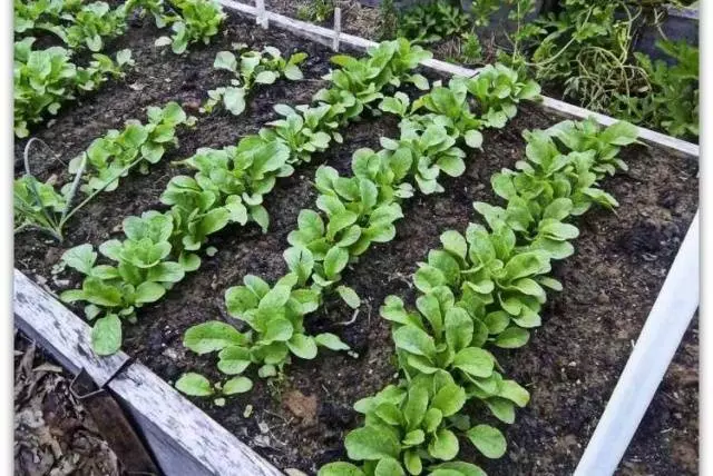 Radish Sora: disgrifiad, llun, adolygiadau 5249_3