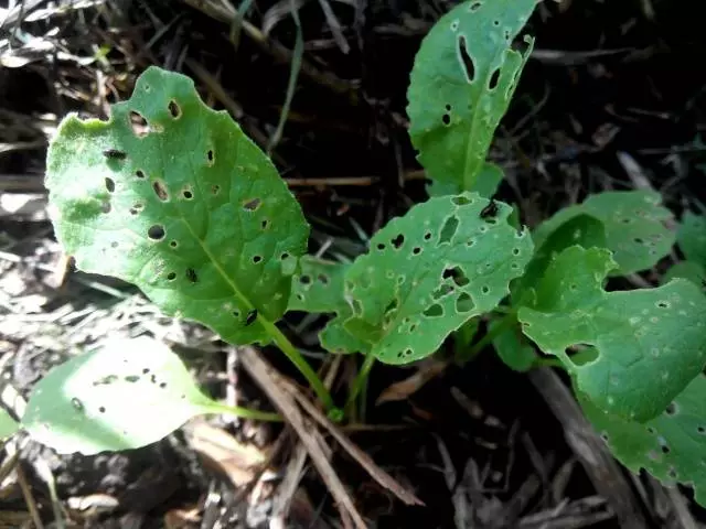 Radish Sora: disgrifiad, llun, adolygiadau 5249_6