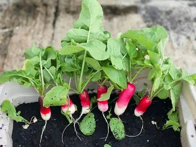 Radish French breakfast: paglalarawan, larawan, mga pagsusuri 5250_4