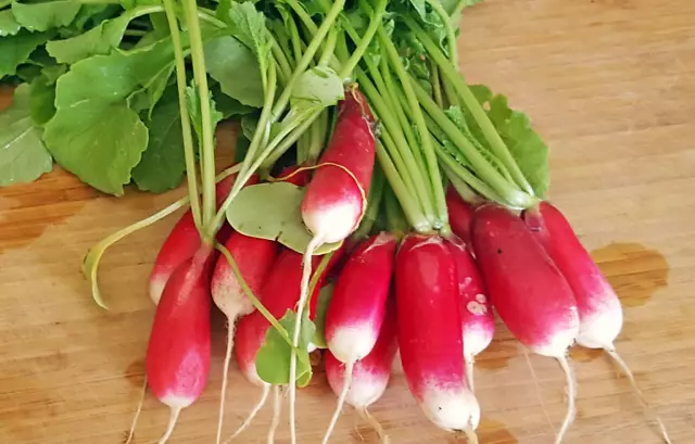 Radish French breakfast: paglalarawan, larawan, mga pagsusuri 5250_5