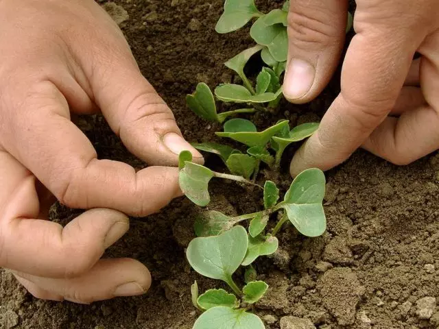 Plantación de rabanetes nun invernadoiro a principios da primavera: tempo, regras de sementeira e coidado, cultivo 5253_9