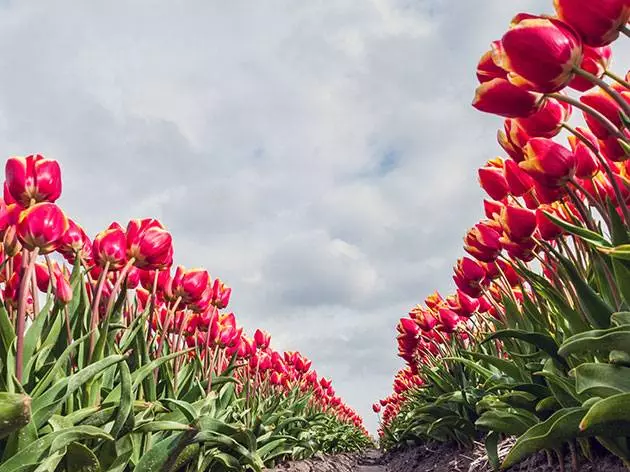 Tulpen planten in de herfst in Siberië 5256_1