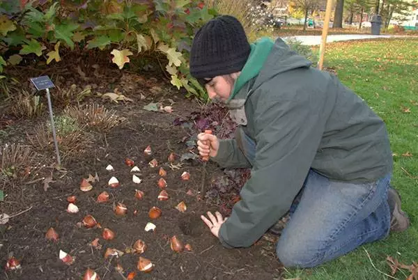 Výsadba tulipánů na podzim na Sibiři 5256_2