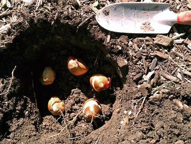 Plantning af tulipaner om efteråret i Sibirien 5256_3