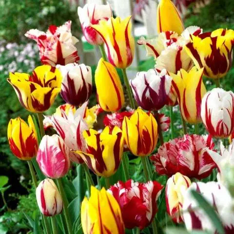 Com guardar els bulbs de tulipes 5258_24