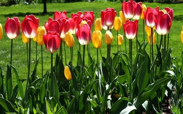 Gbingbin awọn tulips ni isubu ni awọn igberiko 5260_1