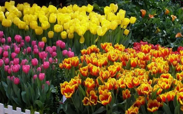 Gbingbin awọn tulips ni isubu ni awọn igberiko 5260_10