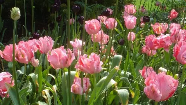 Kudzala tulips kugwa m'malo ozungulira 5260_15