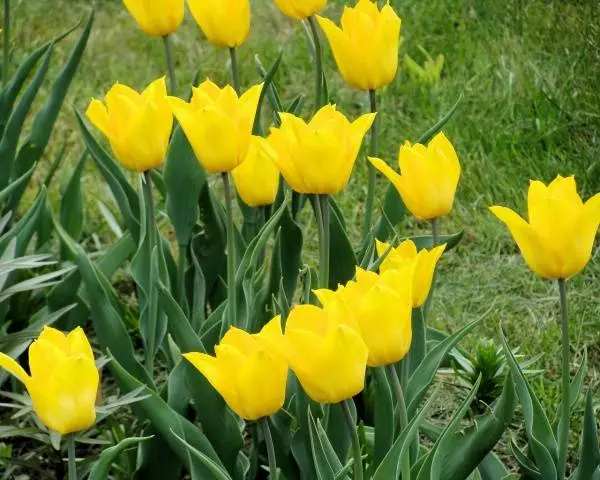 Planter des tulipes à l'automne en banlieue 5260_3