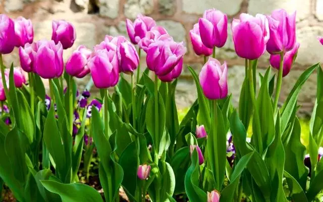 Dasa tulips a cikin kaka a cikin unguwannin bayan gari 5260_4