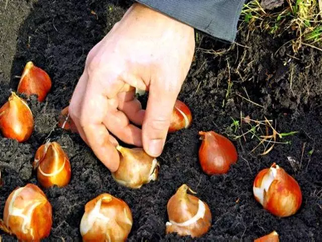 Planter des tulipes à l'automne en banlieue 5260_8