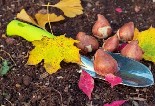 Når skal jeg plante tulipaner om høsten 5262_11