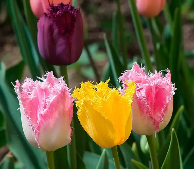 Quand planter des tulipes en automne 5262_2